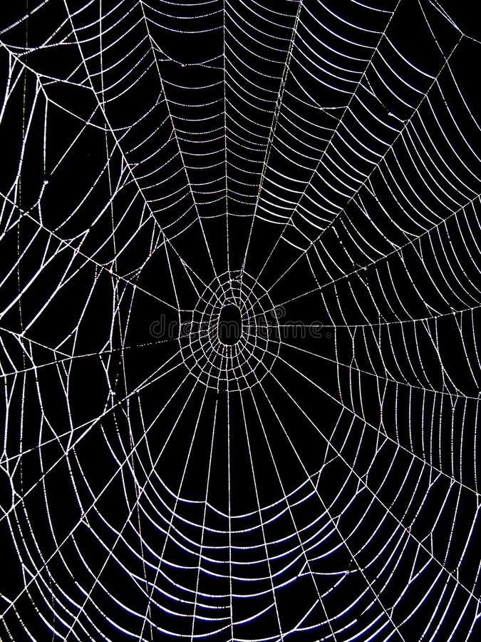 Spider web stock photo. Image of spider, pattern, form - 95260262