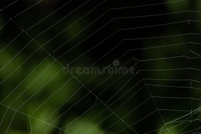 Spider web close up view stock photo. Image of blur - 257978032
