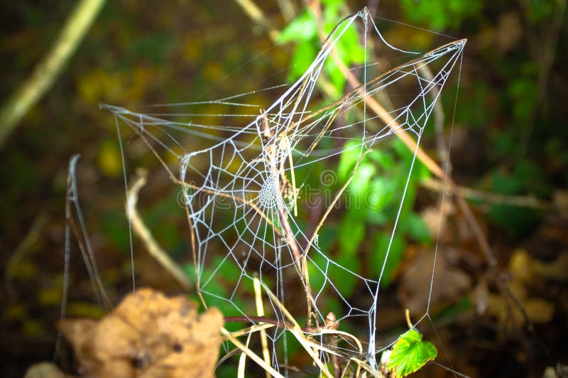 Spider Web with Strings of Dewy Pearls Stock Image - Image of isolate ...