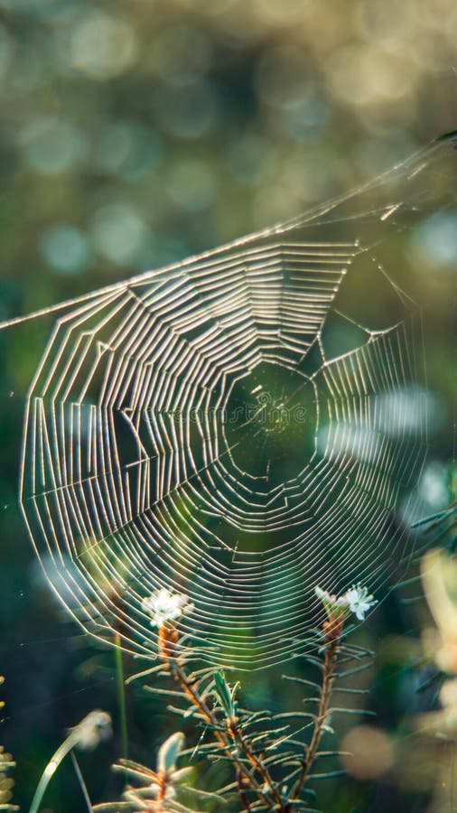 Spider web closeup stock photo. Image of invertebrate - 275758918