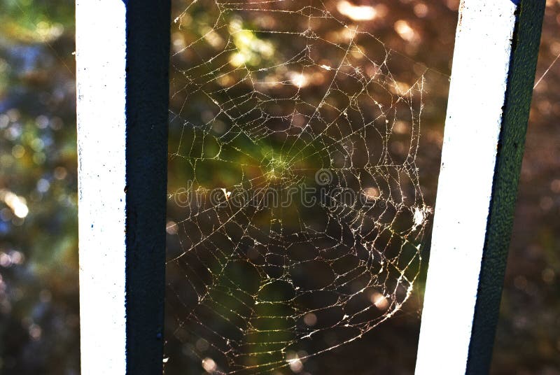 Spider Web stock photo. Image of season, park, geometry - 93956182