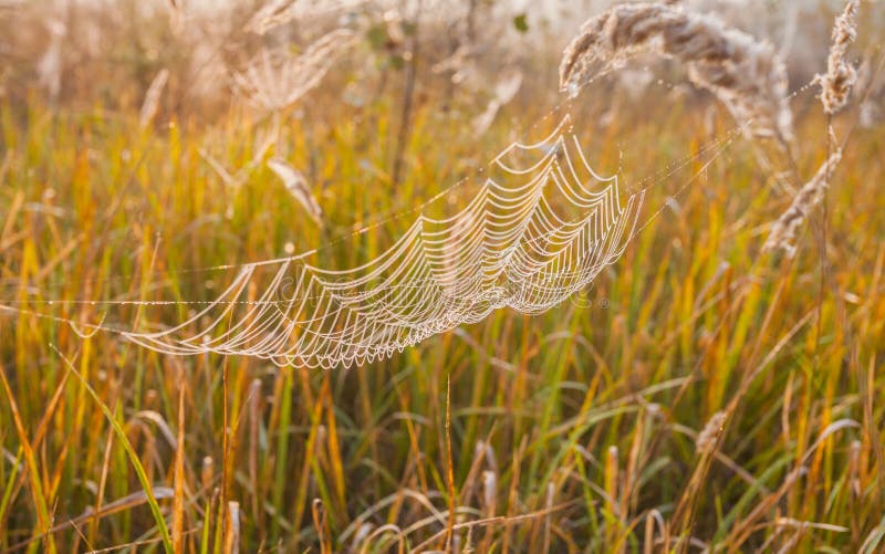 The spider web (cobweb) stock photo. Image of condensation - 33559296