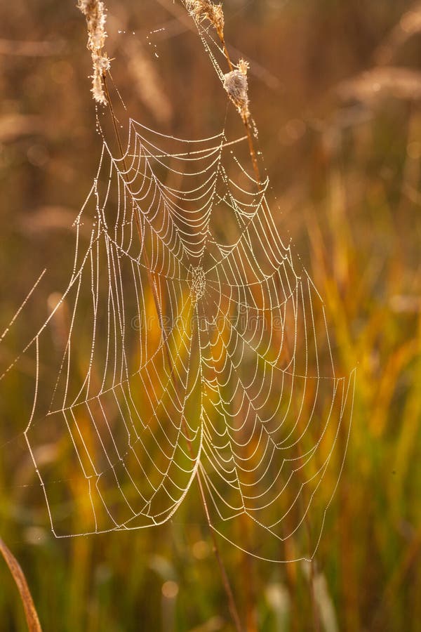 The spider web (cobweb) stock photo. Image of outdoor - 33559312