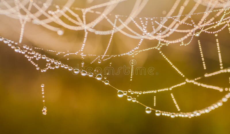 The spider web (cobweb) stock image. Image of outdoor - 33559347