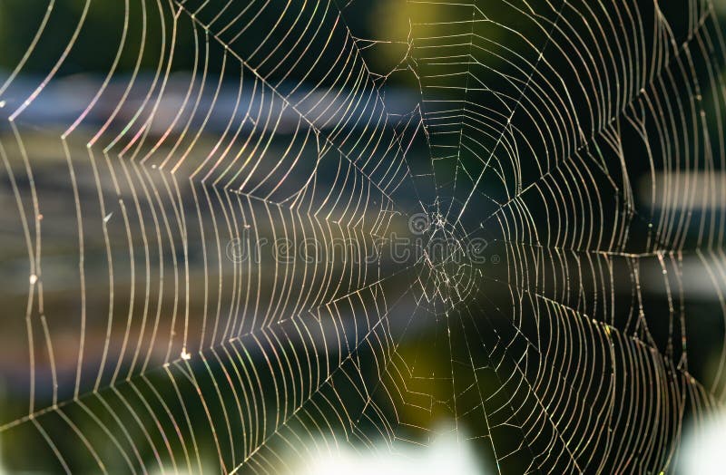 Spider Web, Cobweb, Macro Photography Stock Photo - Image of cobweb ...