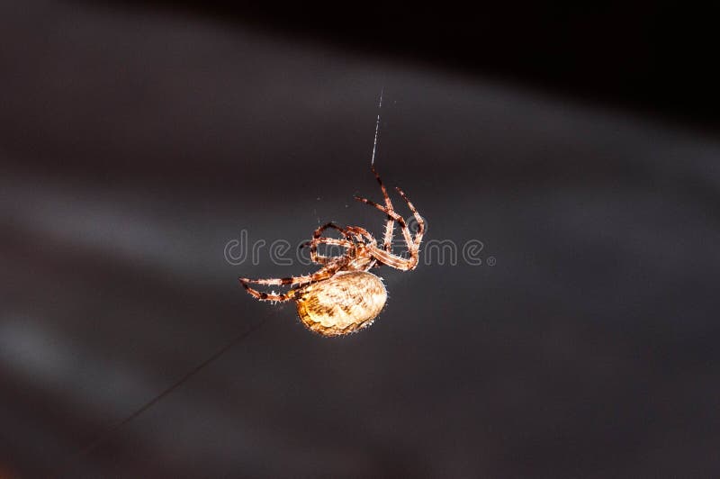 Spider stock photo. Image of predator, cobweb, beast - 123320718