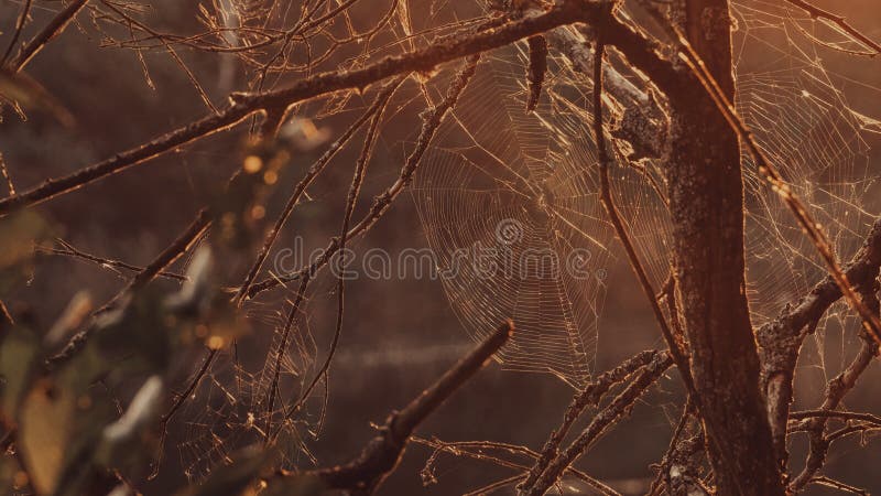 Spider Web Cobweb on Tree in Morning at Sunrise in Bog Stock Photo ...