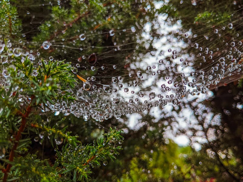 Spider Web or Cobweb with Water Drops in the Rain Stock Image - Image ...