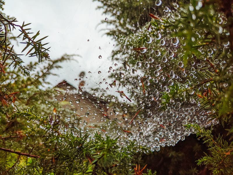 Spider Web or Cobweb with Water Drops in the Rain Stock Photo - Image ...