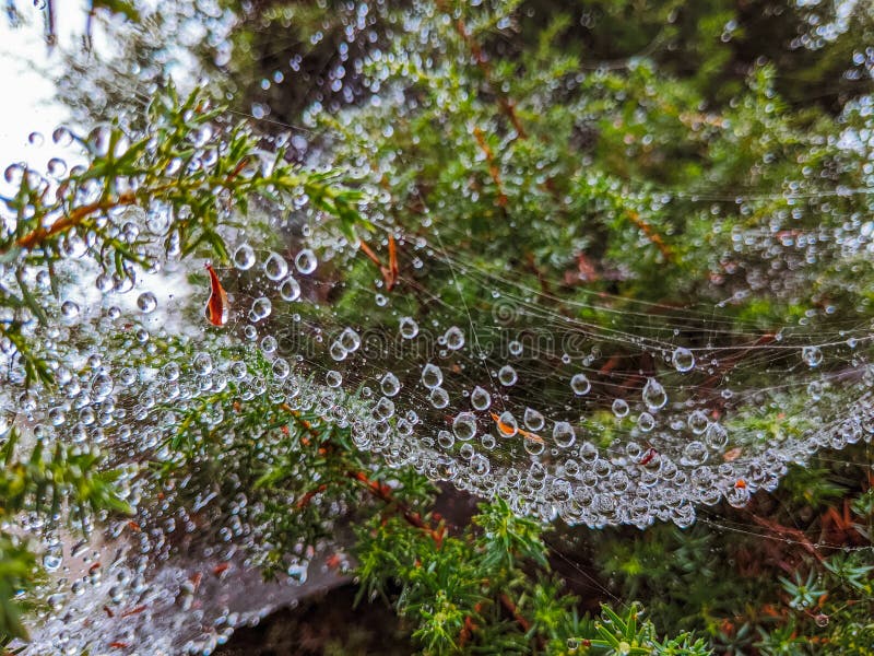 Spider Web or Cobweb with Water Drops in the Rain Stock Image - Image ...
