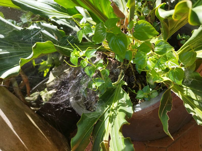 Spider web stock photo. Image of spider, crop, wave - 251625848