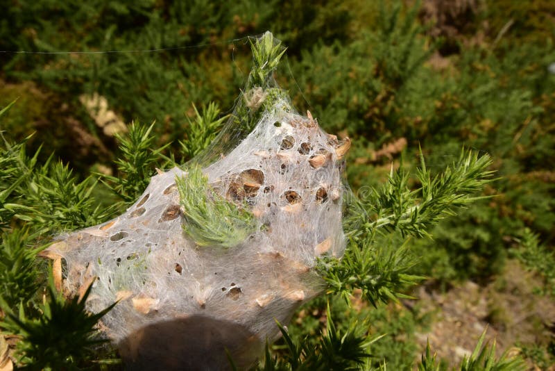 A Spider Web Cocoon In The Bush Tree In Detail Stock Image Image Of Tree Veil 169234461