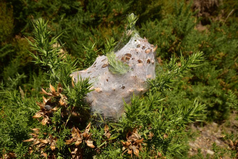 A Spider Web Cocoon in the Bush Tree Stock Image - Image of zealand ...