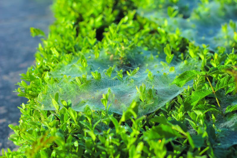 Spider Web with Colorful Background Stock Photo - Image of autumn ...