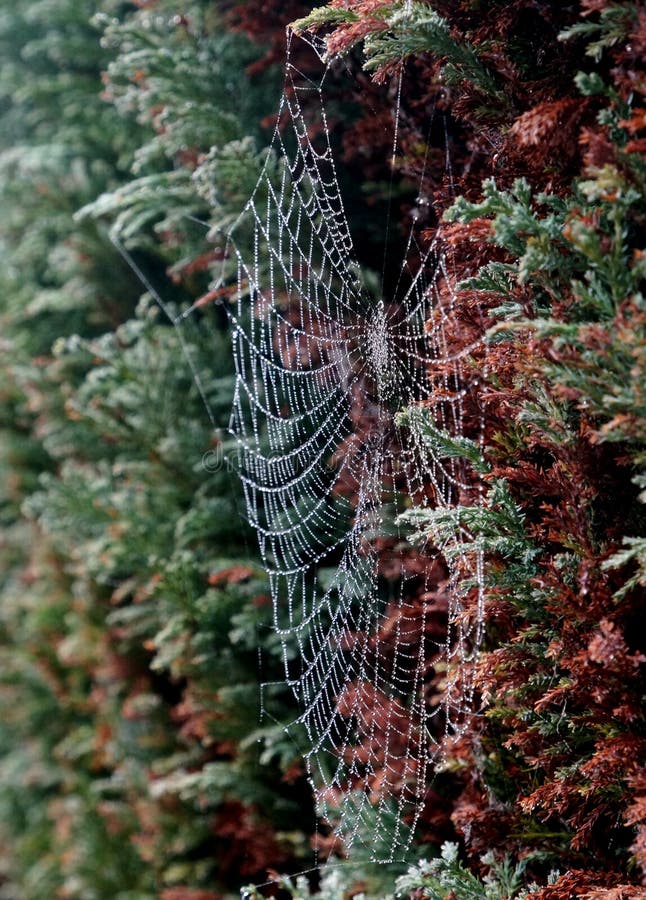 Spider Web on a Conifer Covered in Water Droplets Stock Image - Image ...