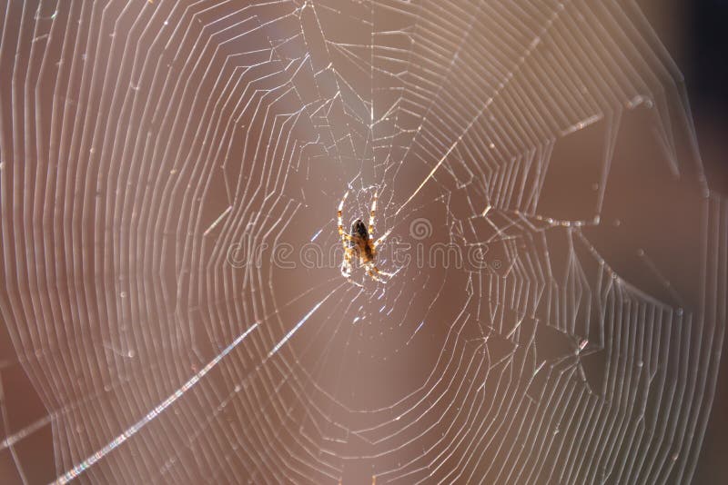 Spider Web Consisting of Microscopic Threads that Spiders Weave To Trap ...