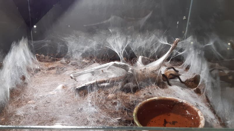 Spider Web Construction and the Remains of a Small Animal in a Glass ...