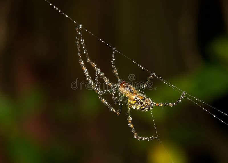 Dew spider stock image. Image of macro, crawly, wildlife - 29968779