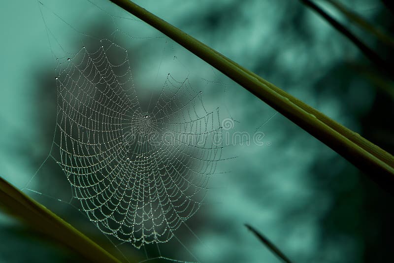 Spider Web Covered with Dew Drops between Tree Branches Stock Photo ...