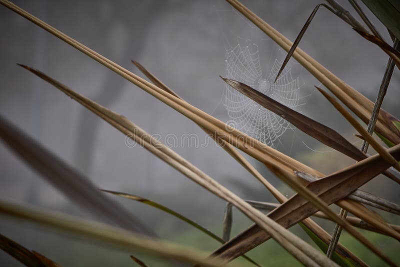 Spider Web Covered with Dew Drops between Tree Branches Stock Photo ...