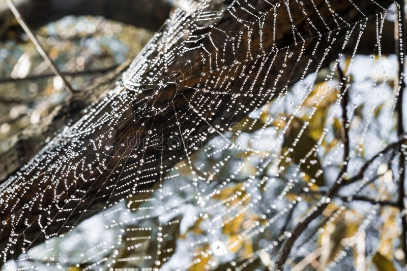Spider Web Covered in Dew on a Tree Stock Photo - Image of drop ...