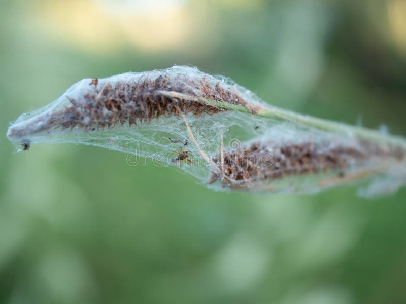 Spider Web Covered Dry Grass in Field Stock Image - Image of trapped ...