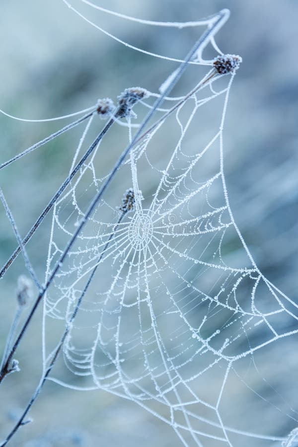 Spider Web Covered with Frost Stock Image - Image of matutinal, drops ...