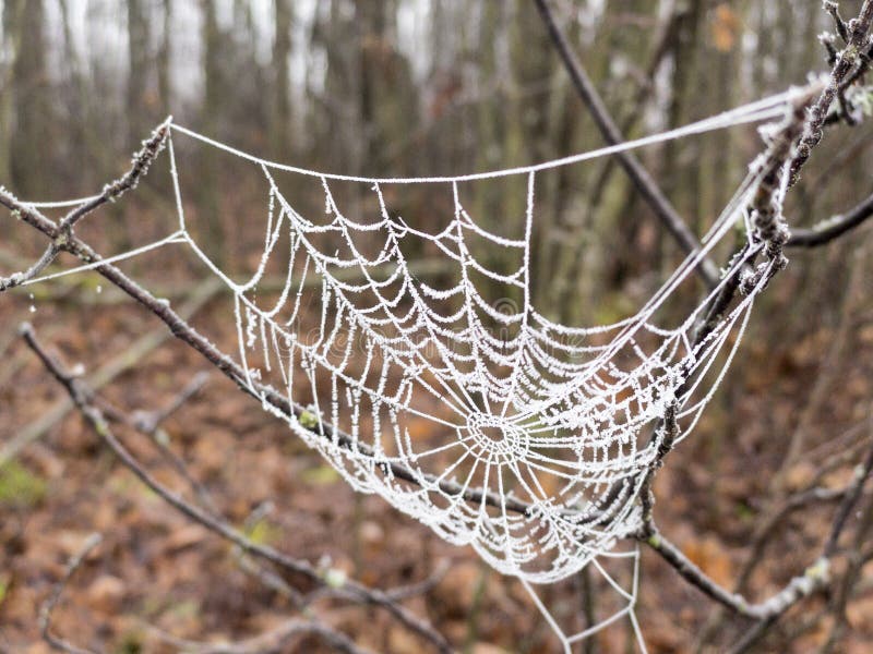 Spider Web Covered with Frost Stock Photo - Image of closeup, water ...