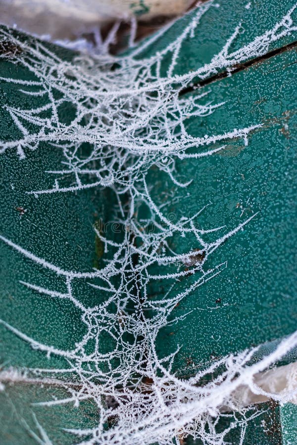 A Spider Web is Covered in Ice and Snow Stock Photo - Image of ...