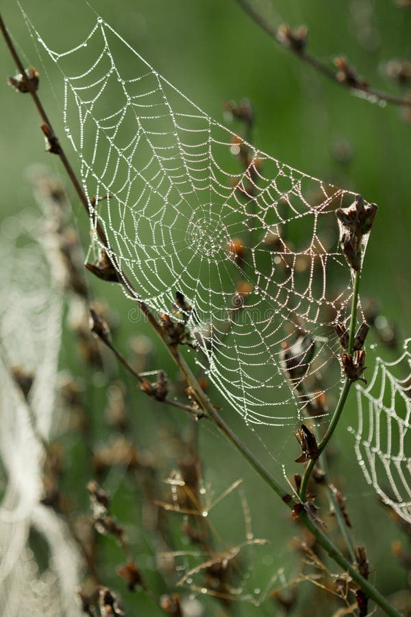 Spider web stock photo. Image of ethereal, fibers, morning - 34852658