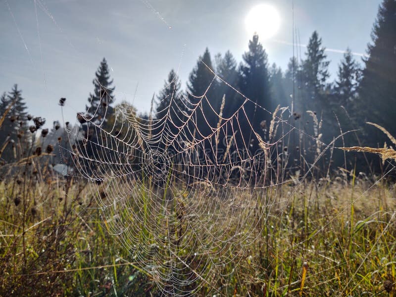 Spider Web Covered with the Morning Moss on the Meadow in the Morning ...
