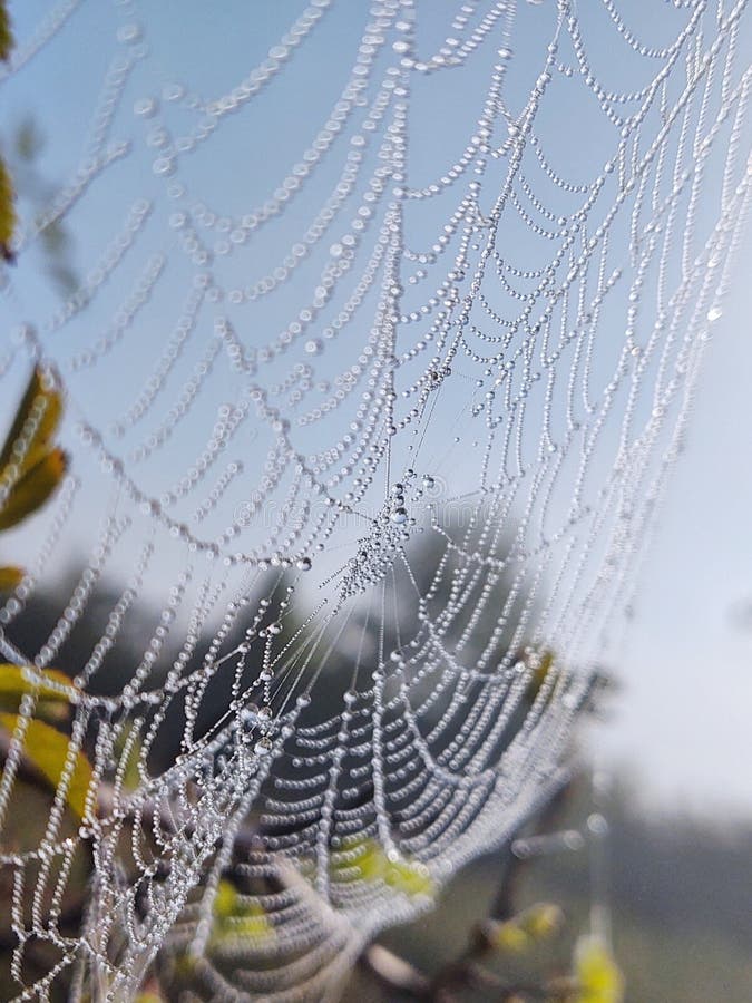 Spider Web Covered with the Morning Moss on the Meadow in the Morning ...