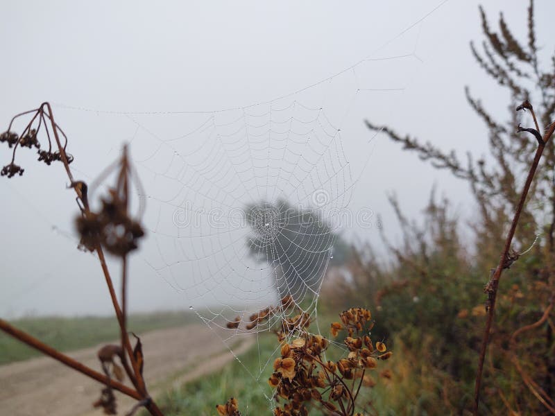 Spider Web Covered with the Morning Moss on the Meadow in the Morning ...