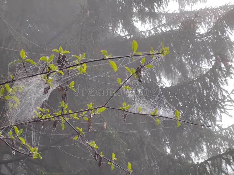 Spider Web Covered with the Morning Moss on the Meadow in the Morning ...