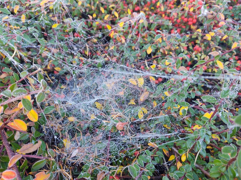 Spider Web Covered with the Morning Moss on the Meadow in the Morning ...