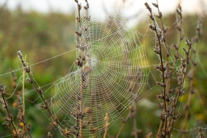 Spider Web Covered with the Morning Moss on the Meadow in the Morning ...