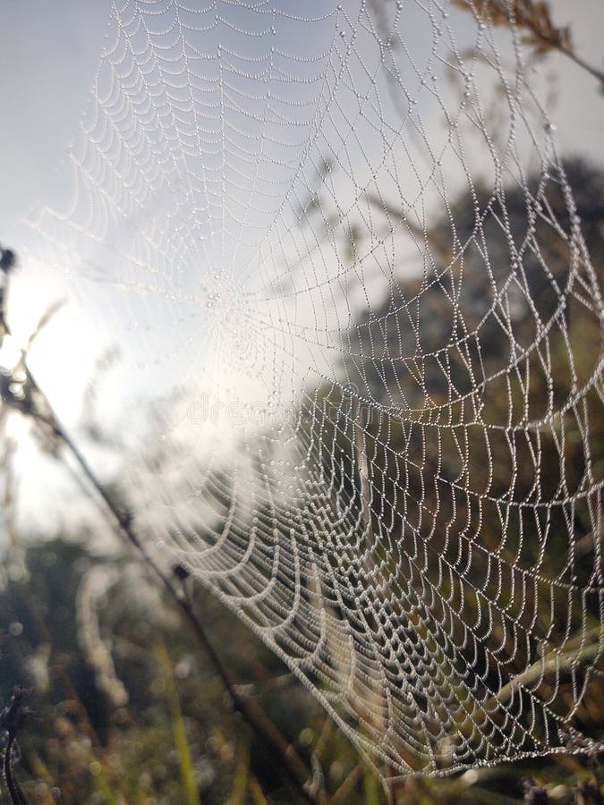 Spider Web Covered with the Morning Moss on the Meadow in the Morning ...