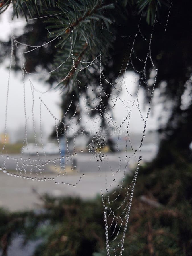 Spider Web Covered with the Morning Moss on the Meadow in the Morning ...