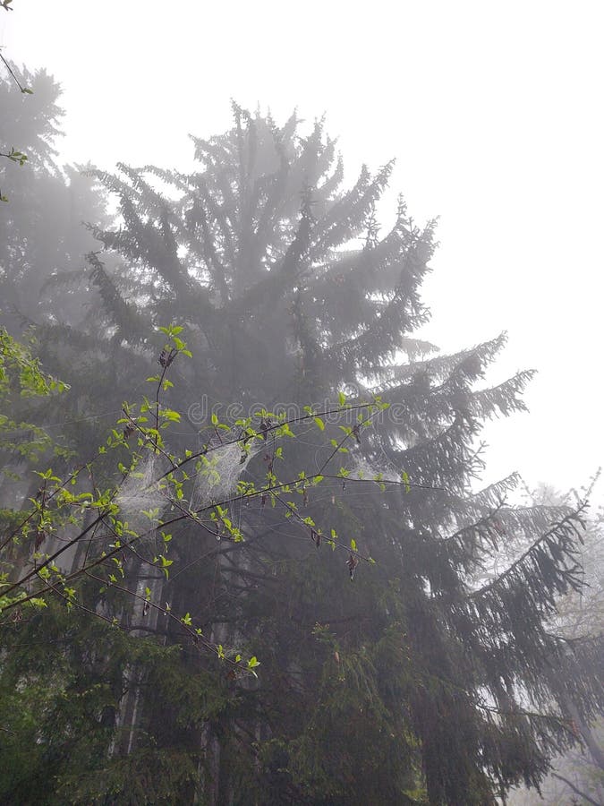 Spider Web Covered with the Morning Moss on the Meadow in the Morning ...