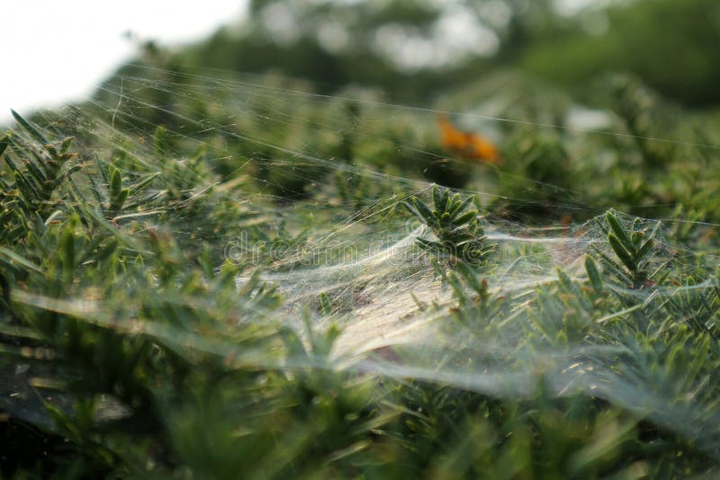 Spider Web Covered Pine Tree Stock Photo - Image of pine, closeup ...