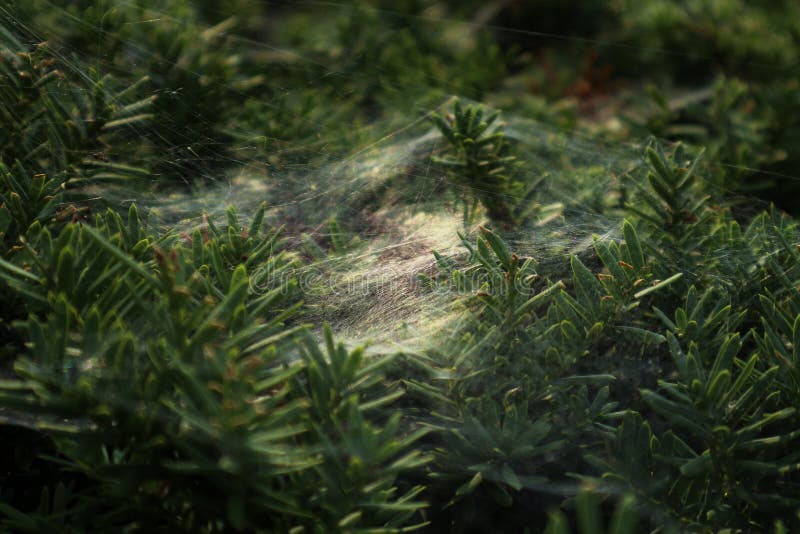 Spider Web Covered Pine Tree Stock Photo - Image of light, nature ...