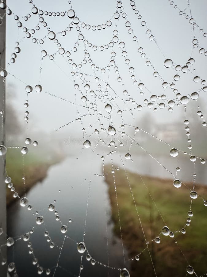 A Spider Web is Covered in Raindrops, Creating a Beautiful and Serene ...