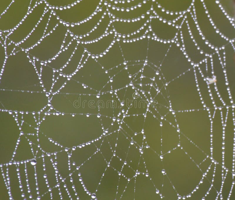 Spider Web Covered in Water Droplets Stock Image - Image of insect ...