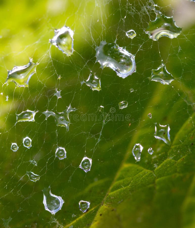 Spider Web with Water Drops with Blurry Background. Stock Image - Image ...