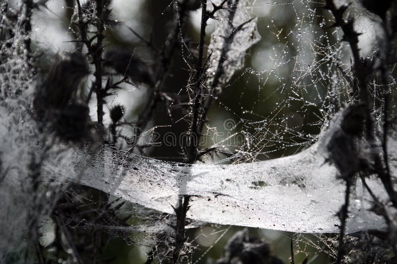Spider web stock photo. Image of spider, cobweb, insect - 77398556