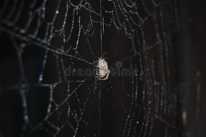 Spider on the web stock image. Image of nspider, silk - 74915077
