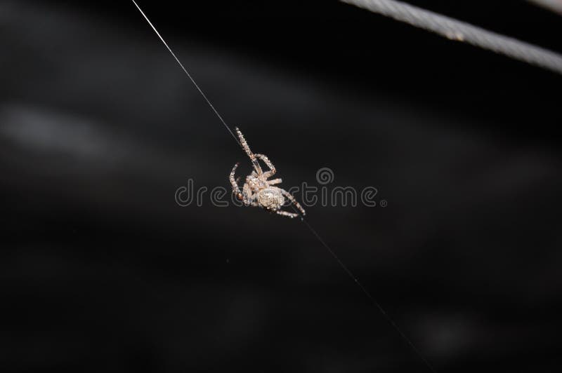 Spider on the web stock photo. Image of catching, nature - 74915100