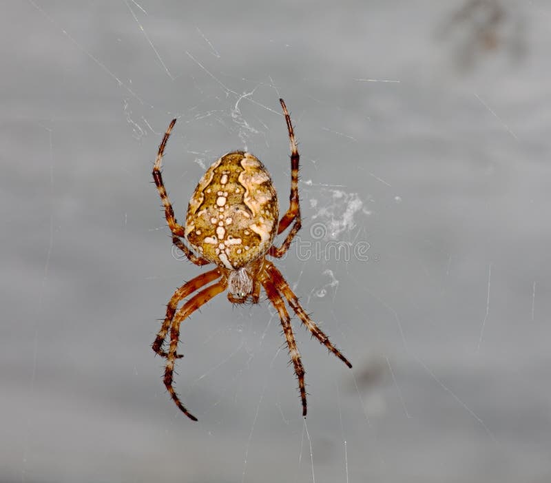 Spider on the Web stock photo. Image of fighting, spiders - 85400252
