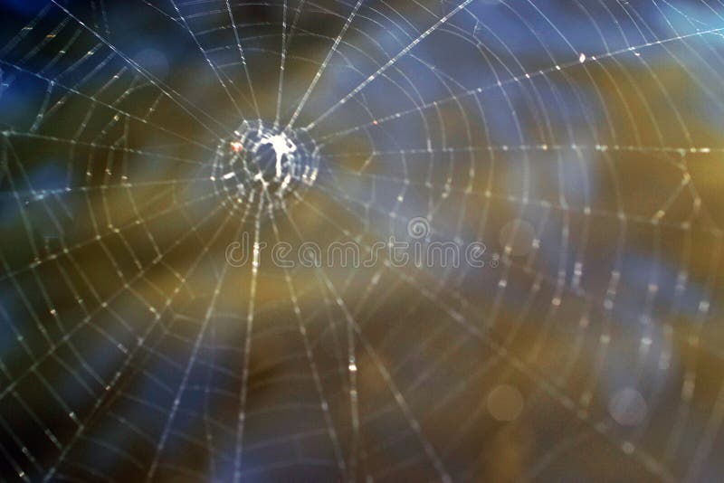 Spider Web Created and Waiting for Prey Stock Photo - Image of ...