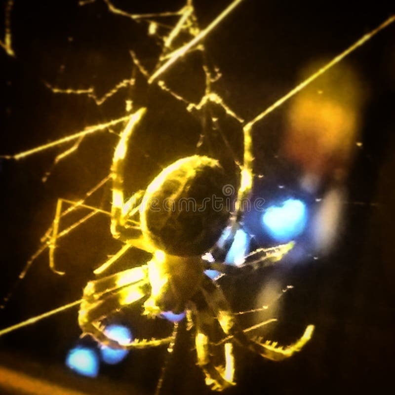 Spider web stock image. Image of spider, scary, creepy - 103060881